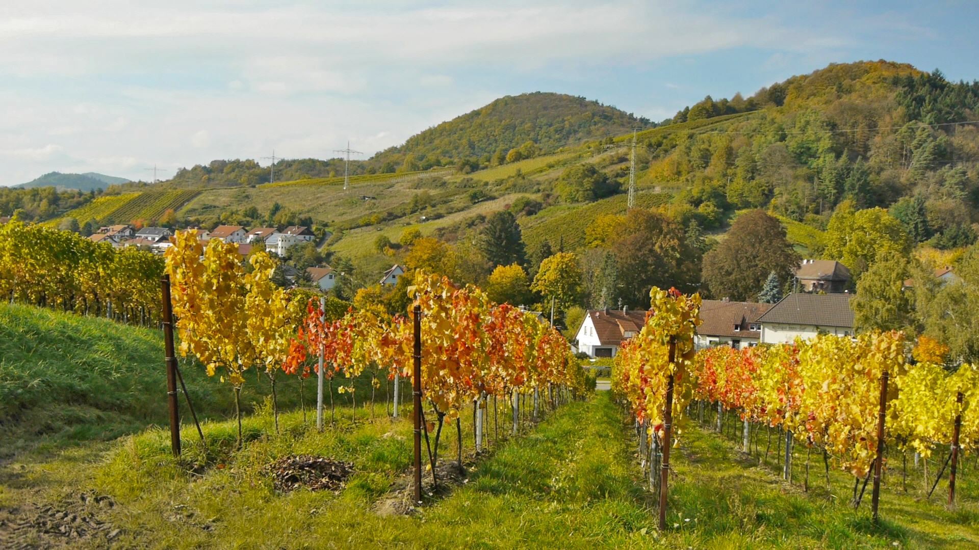 Region Südliche Weinstraße